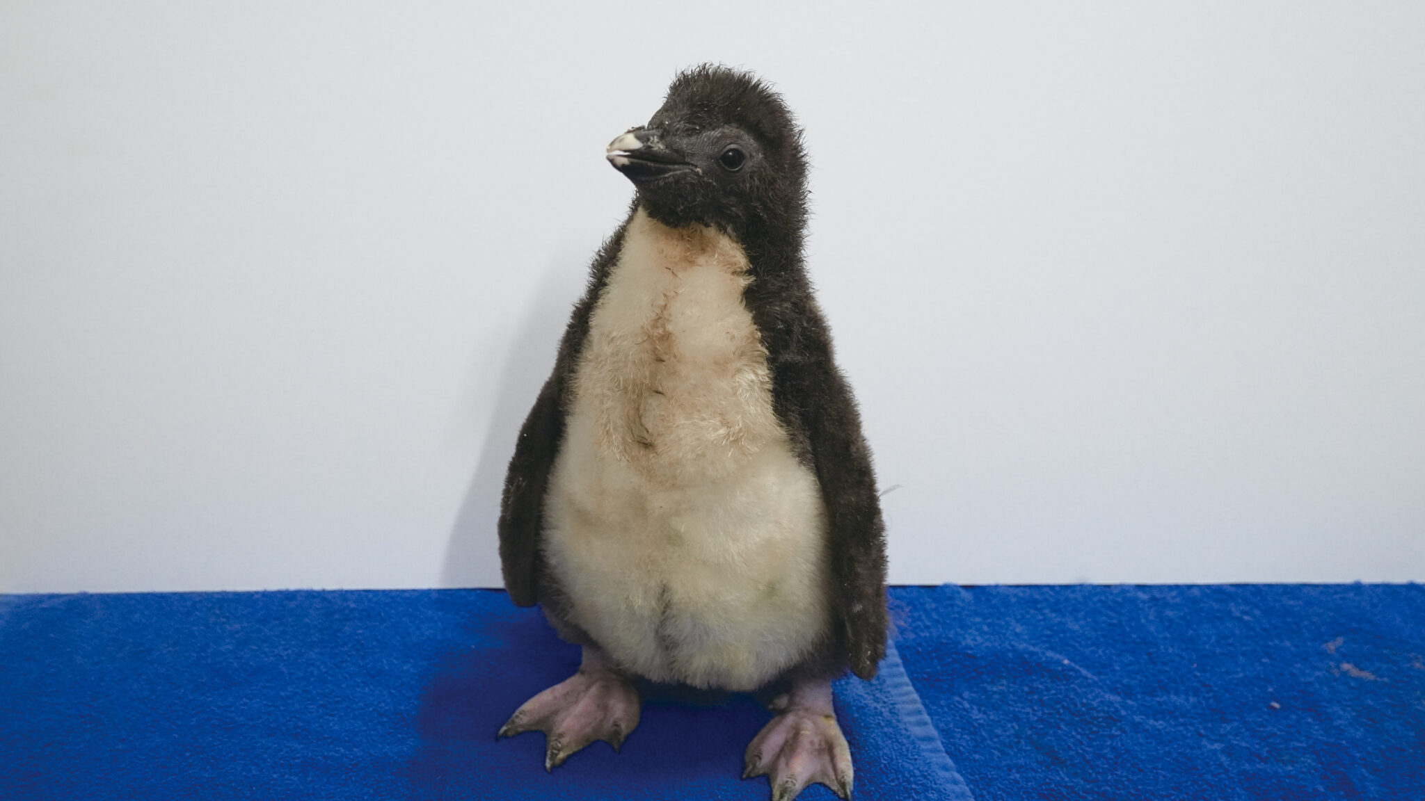 AOAO SAPPOROのメイン展⽰、”ホップする”ペンギンが開業以来、初の繁殖！「キタイワトビペンギン」の雛が 2 ⽻⽣まれました - AOAO SAPPORO | 生命のワンダー 〜みえ ...